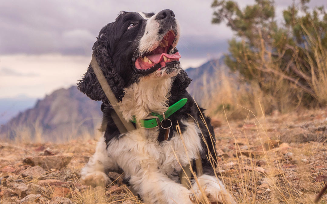 Tips for hiking with dog in Andorra